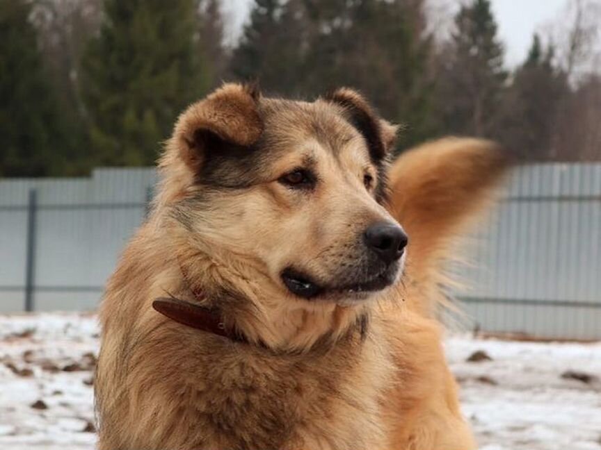 Добрый пес Брэд ждет семью