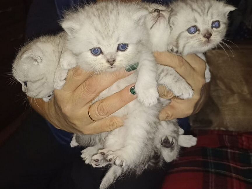 Кошки
