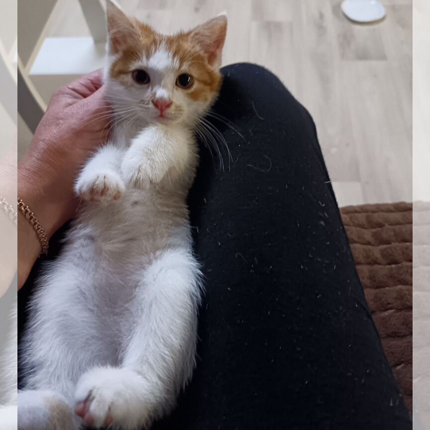 Курильский бобтейл короткошёрстный котёнок