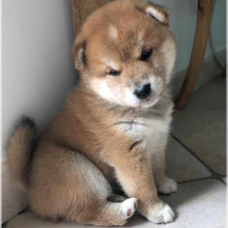 Сиба-ину, щенок
