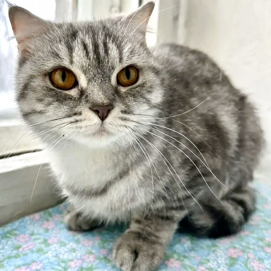 Взрослая, кошка в добрые руки