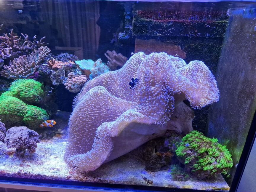 Продам большой фраг Саркофитона длиннополипного ко