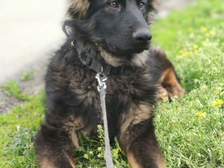 Щенки овчарки