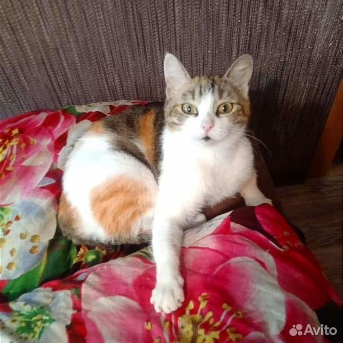 Ласковая, трёхцветная кошка Маргоша ищет дом
