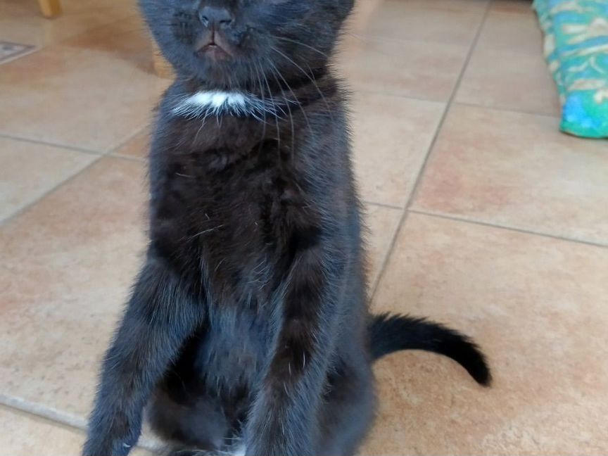 Котенок девочка в добрые руки 2 месяца