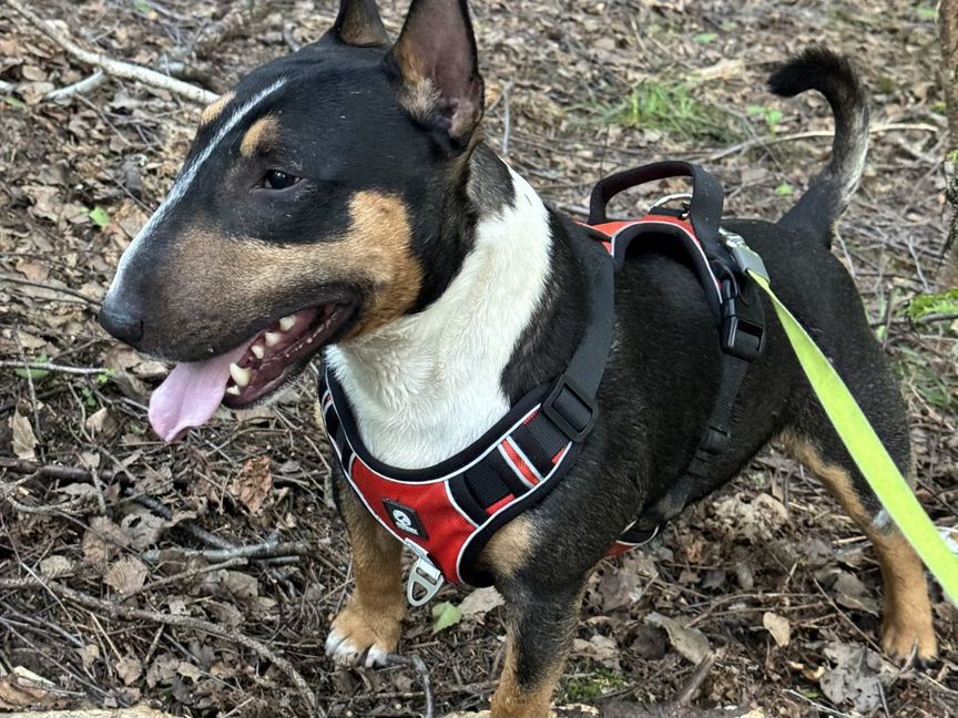 Продаю миниатюрного бультерьера