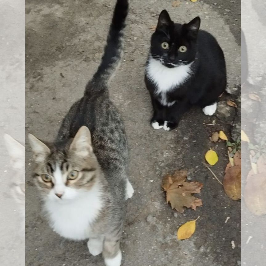 Котята в добрые руки