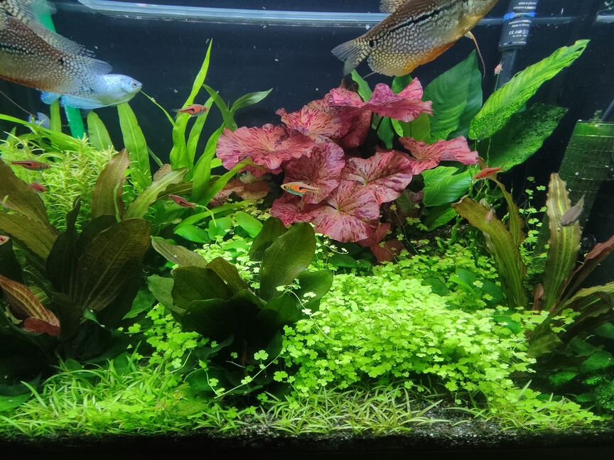 Гидрокотила трипартита