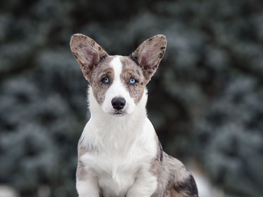 Собака