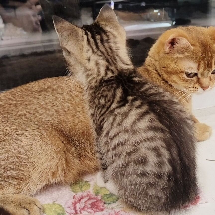 Британская короткошёрстная, взрослая кошка