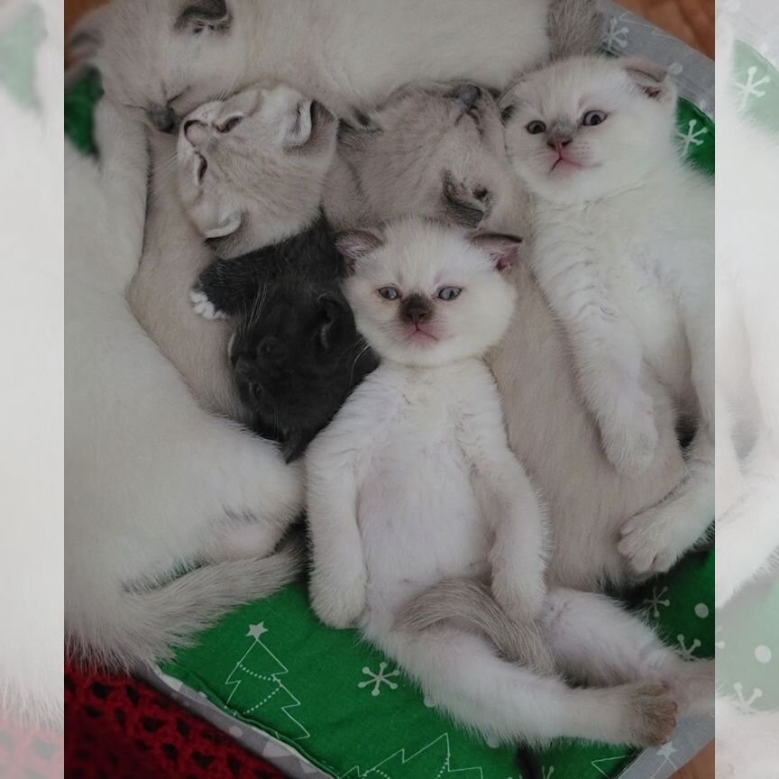 Шотландские вислоухие котята