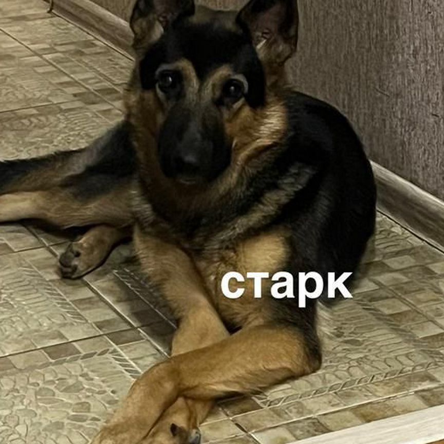 Восточно европейская овчарка в добрые руки