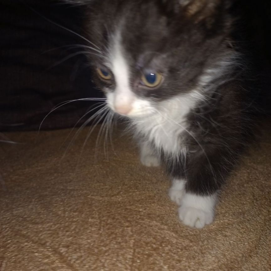 Котёнок в добрые руки