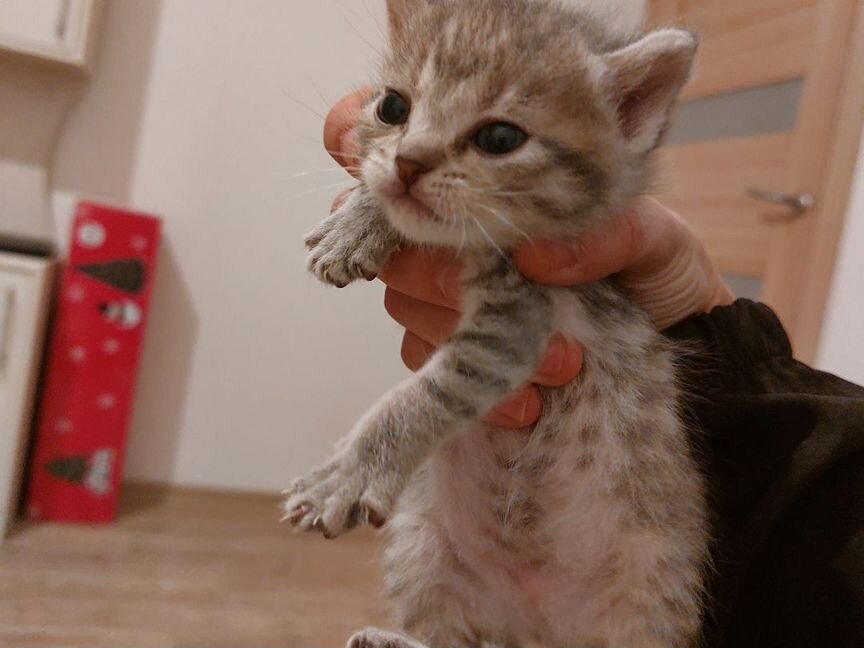 Шотландские прямоухие котята