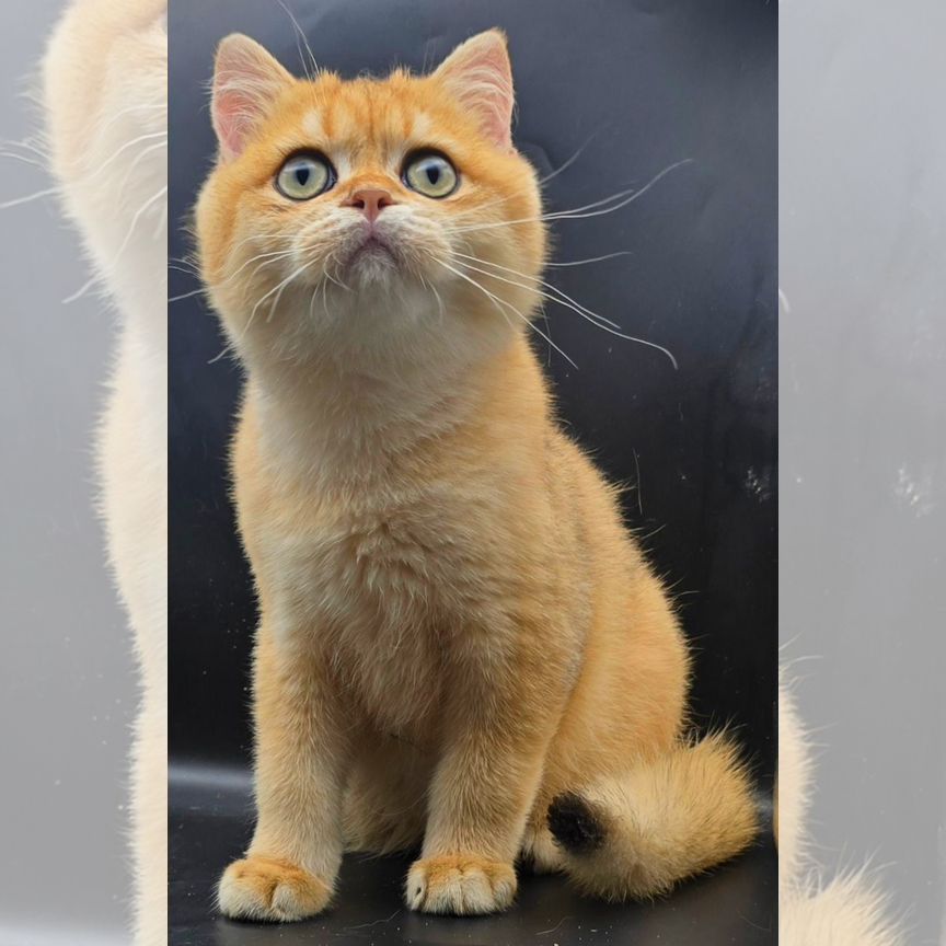Невероятно шикарный котик