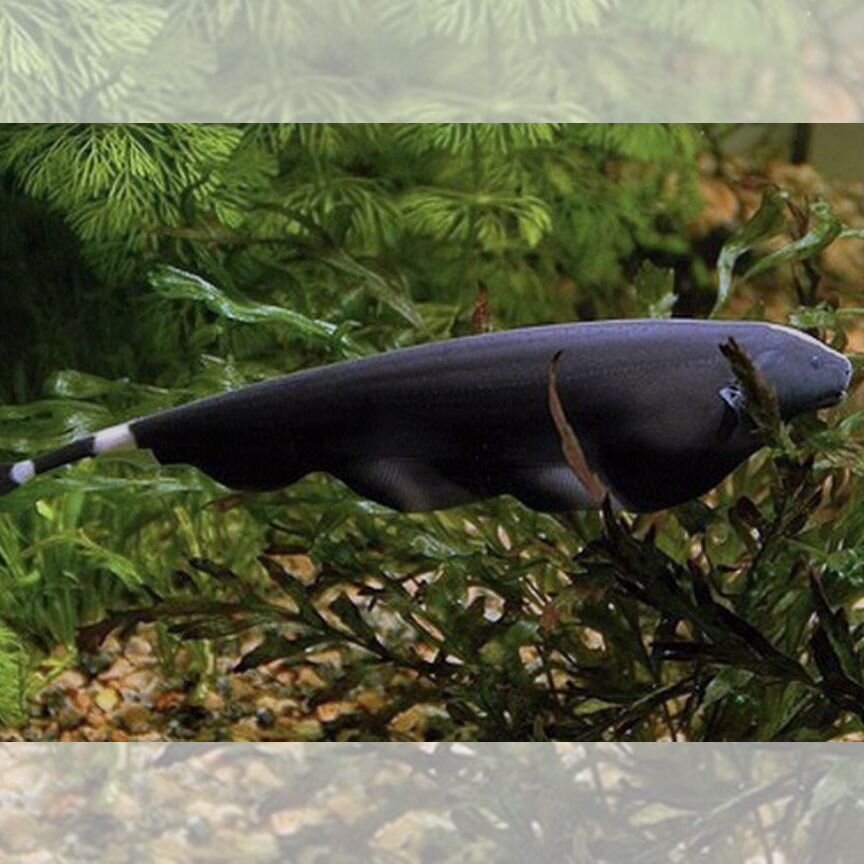 Рыбка аквариумная Нож