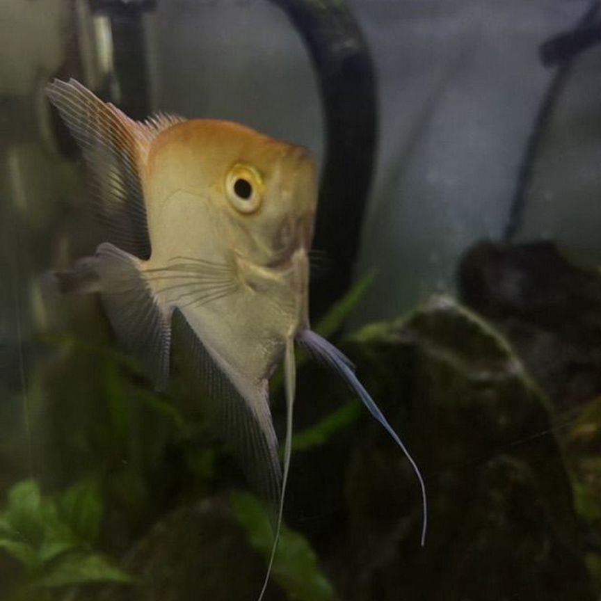 Скалярия золотая