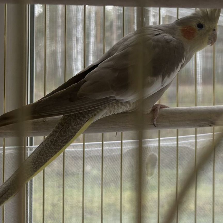 Попугай корелла с клеткой