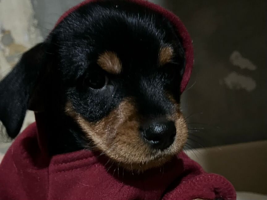 Собака той терьер