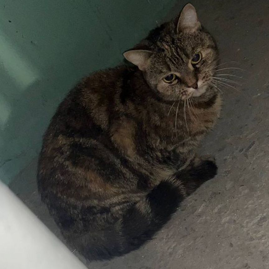 Взрослая, кошка в добрые руки