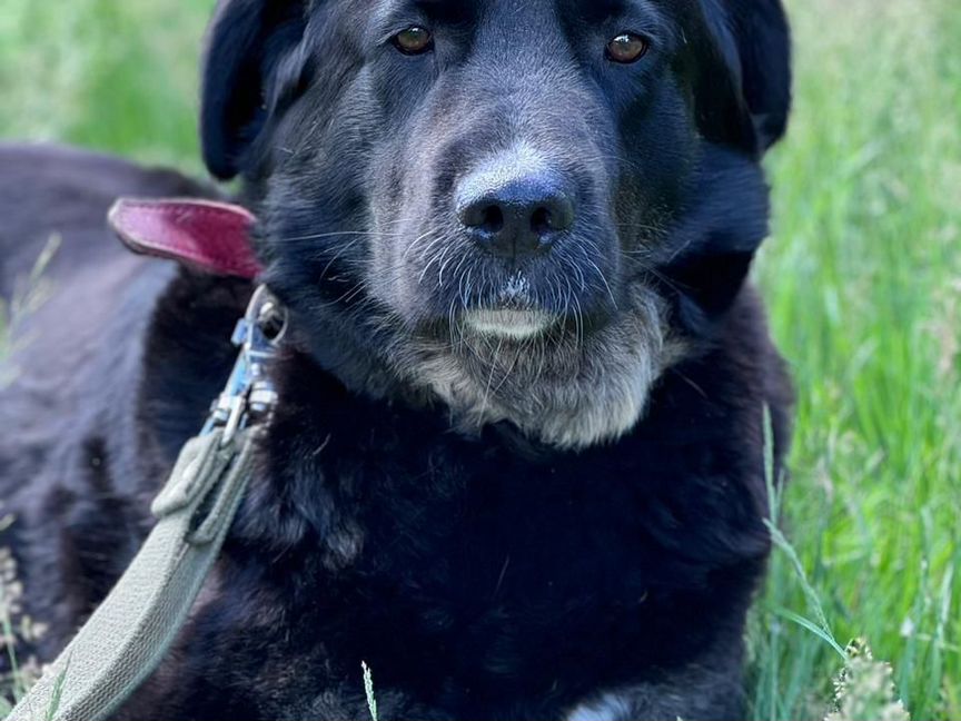 Благородная бывшедомашняя Паула в поисках семьи