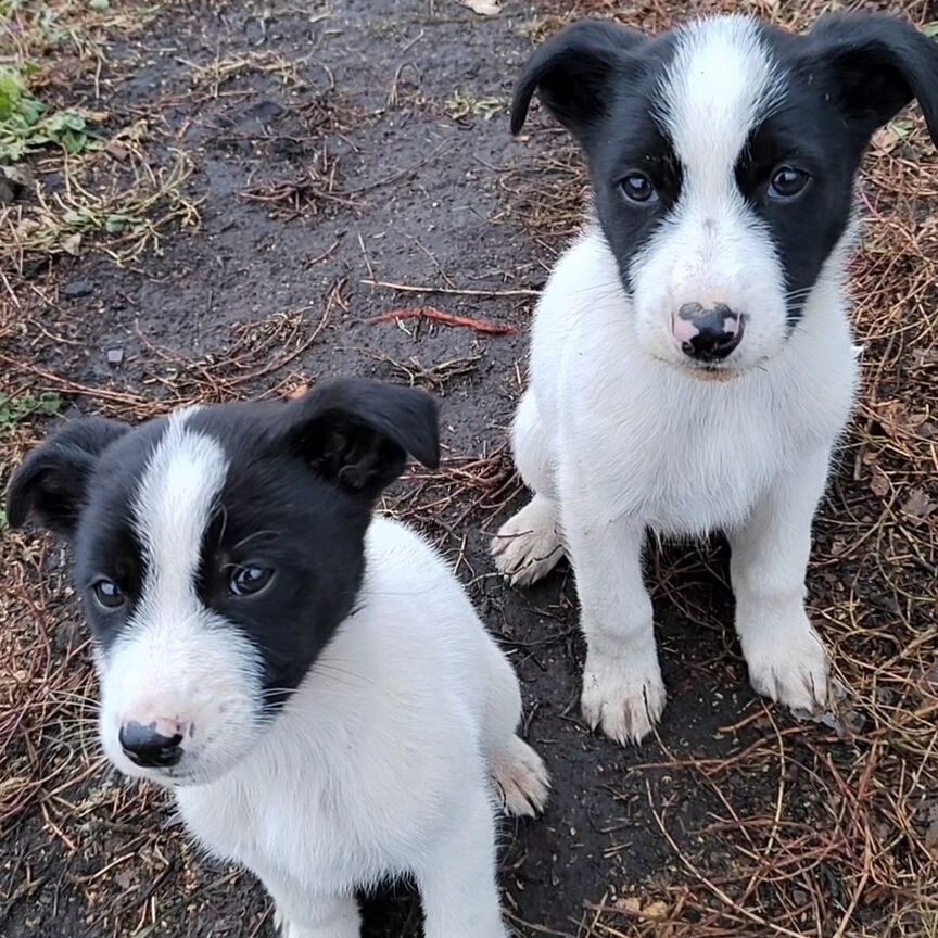 Щенки 1,5 мес метисы охотничьи до 18кг