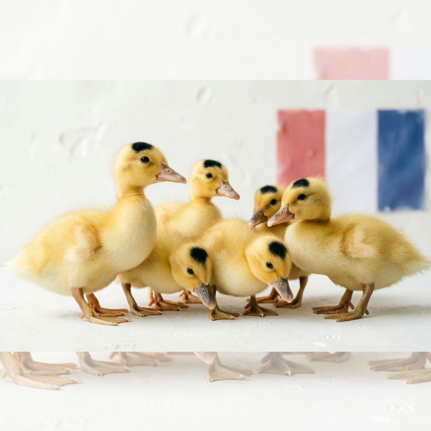 Муларды суточные