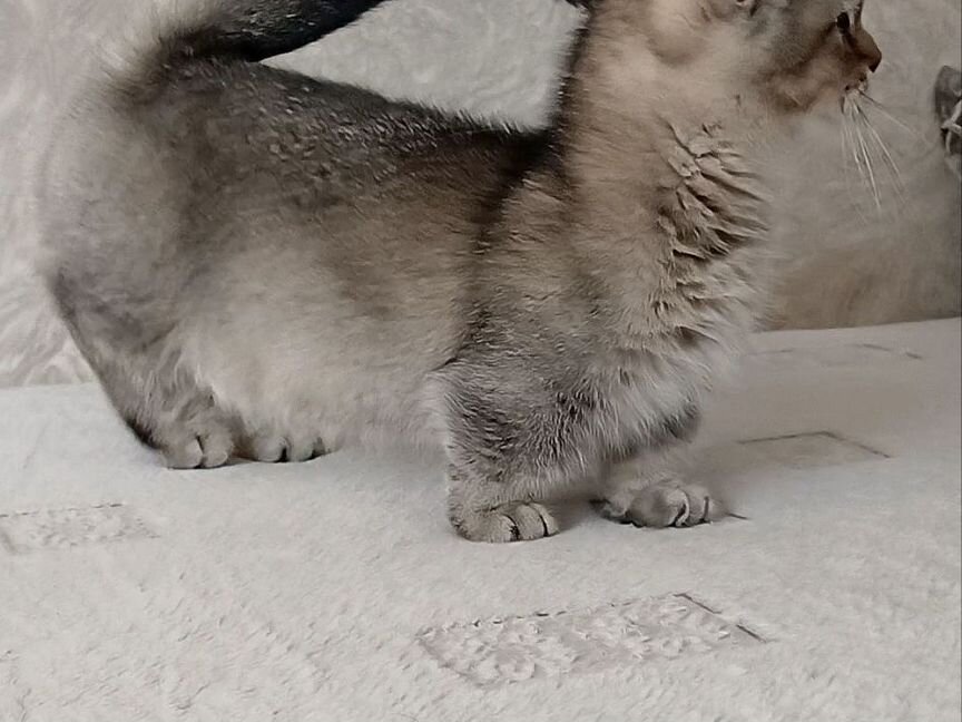 Коротколапая девочка