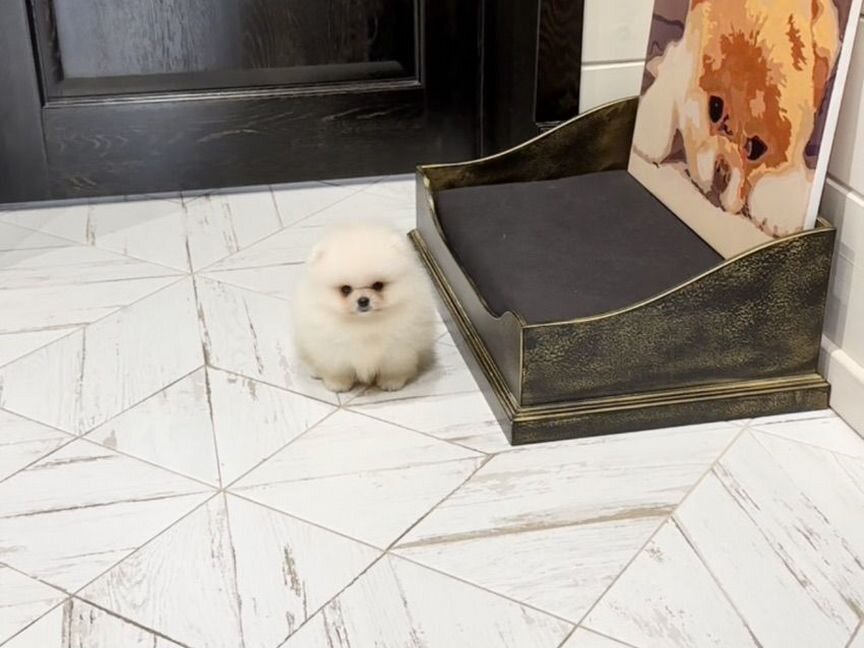 Крутыш мальчик померанец