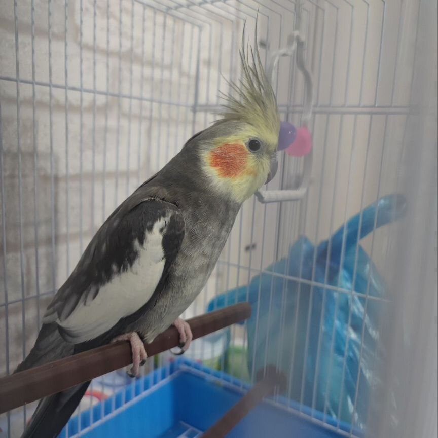 Попугай корелла с клеткой
