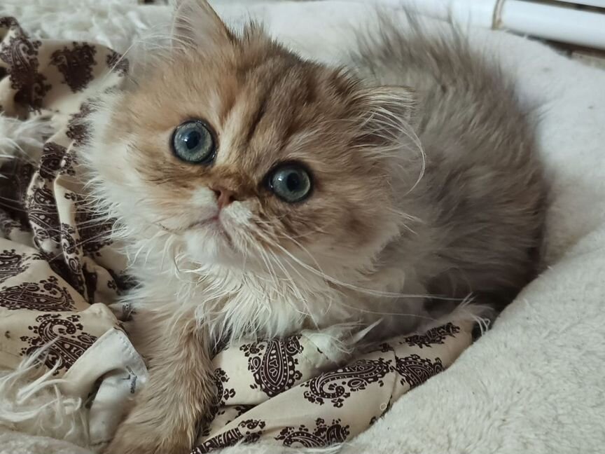 Британочка длинношерстная