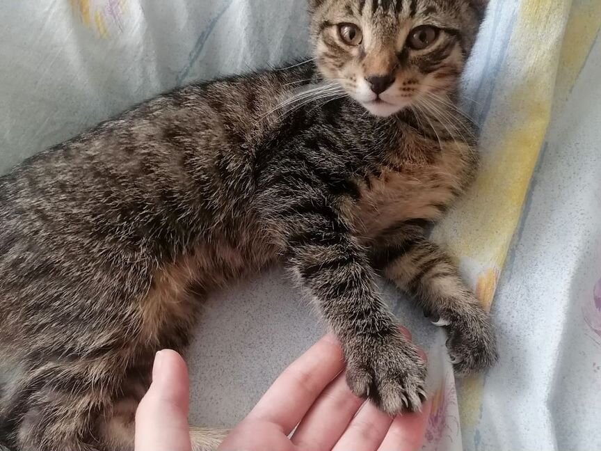 Котенок Василевс в добрые руки