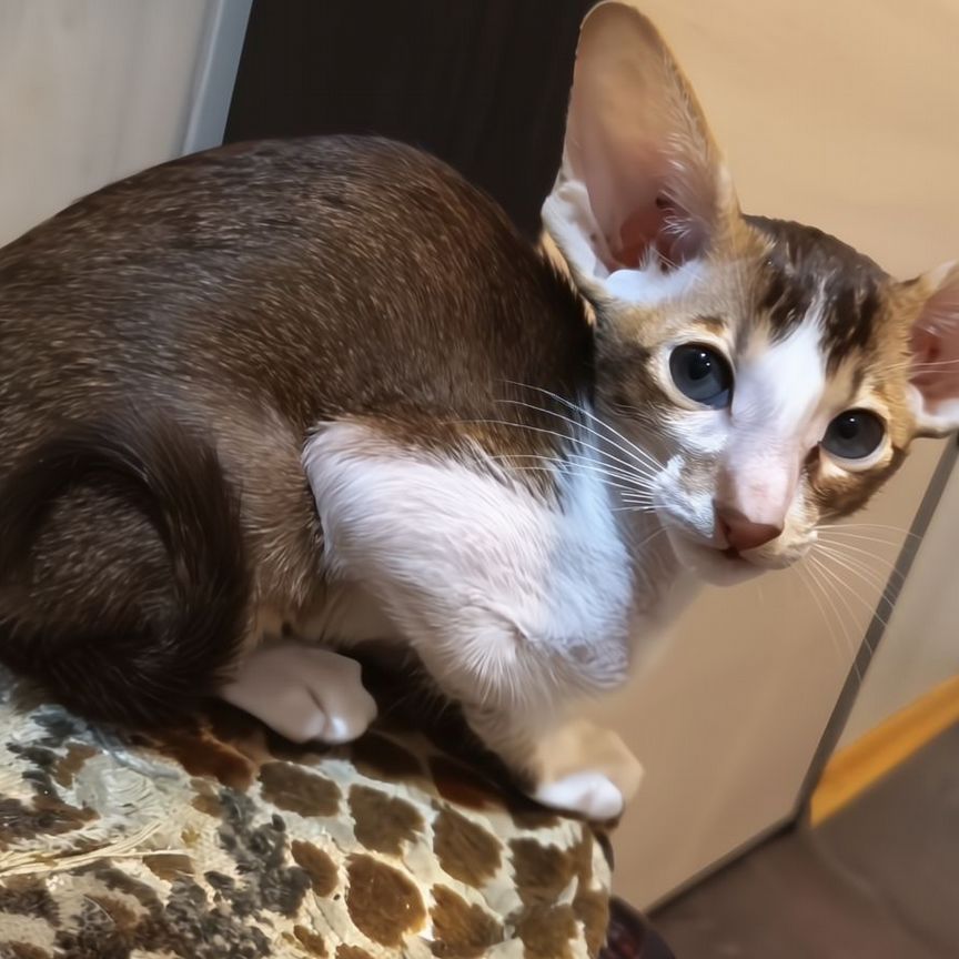 Ориентальный котёнок