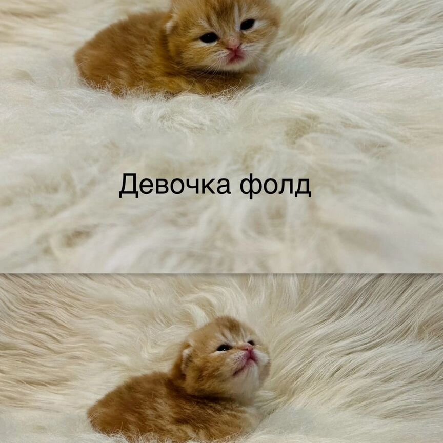 Шотландские котята