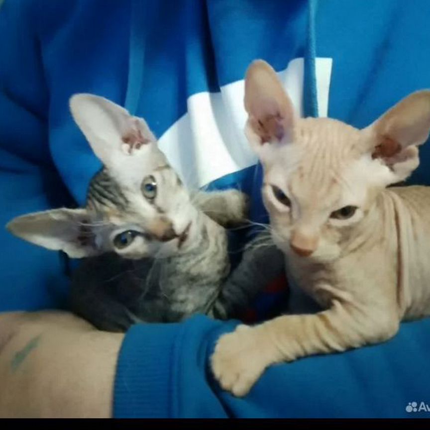 Донской сфинкс котёнок