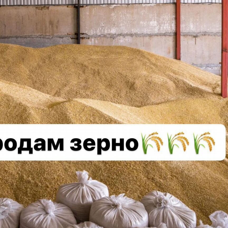 Зерно пшеница