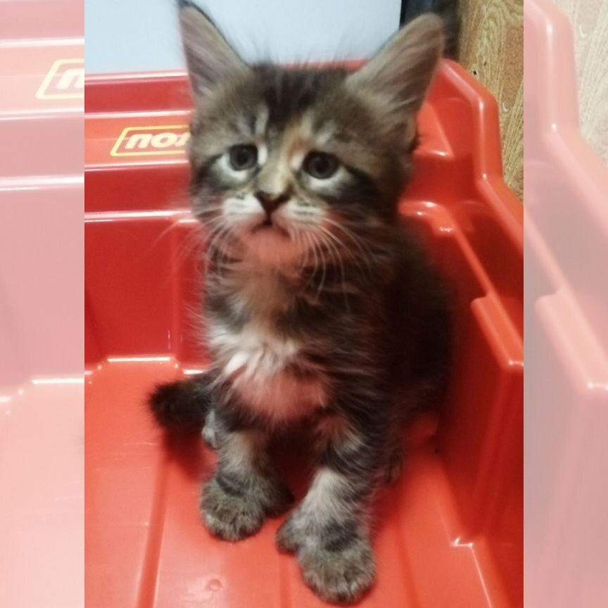 Мейн-кун котёнок