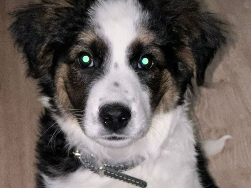 Щенки аусси