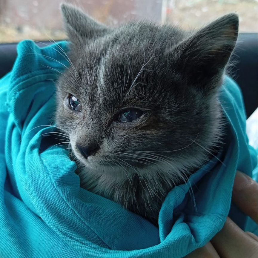 Котята в добрые руки бесплатно мальчик