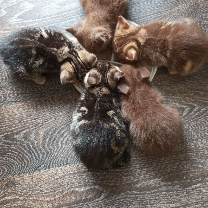 Британские котята