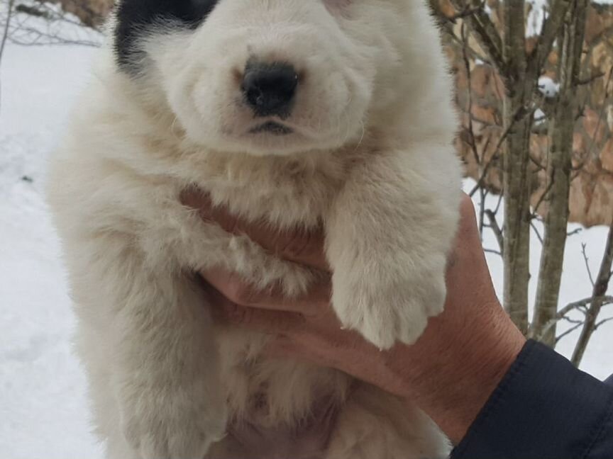 Среднеазиатская овчарка алабай