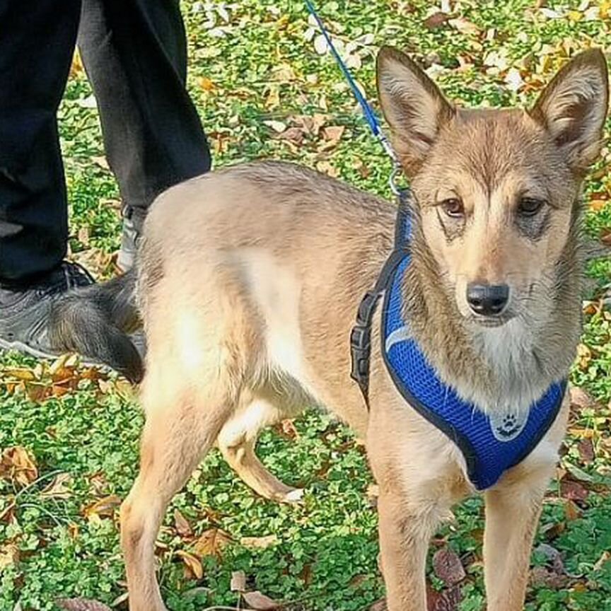 Стерилизованная собака 5 мес мелкой породы