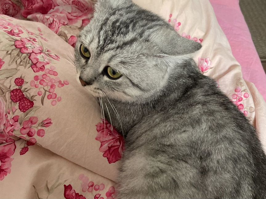 Шотладские котята