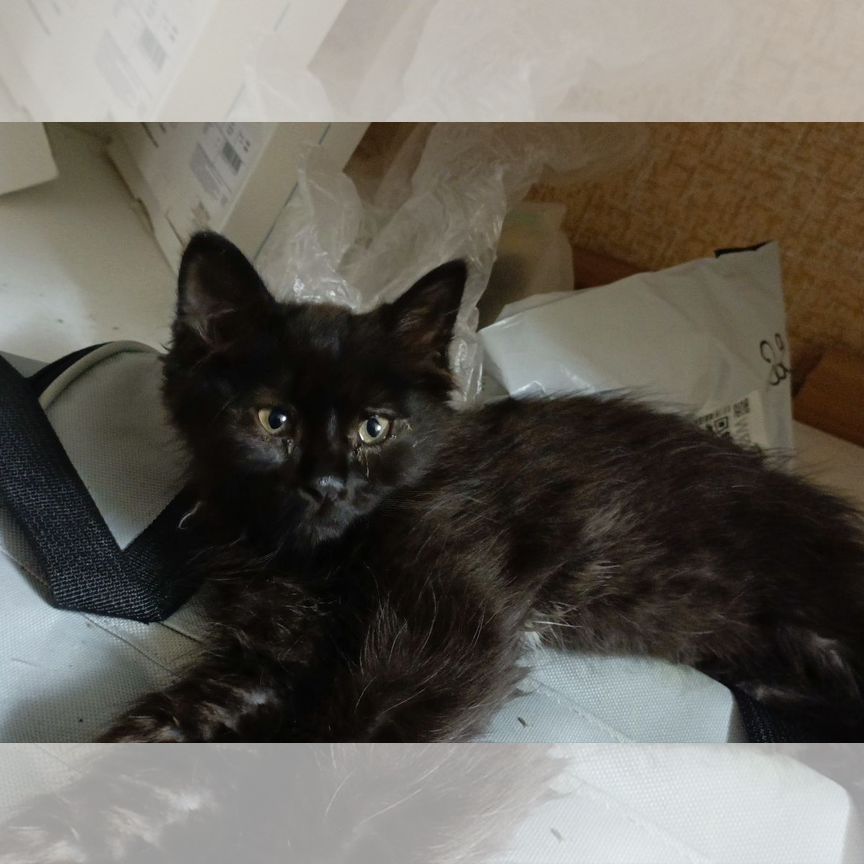 Котёнок