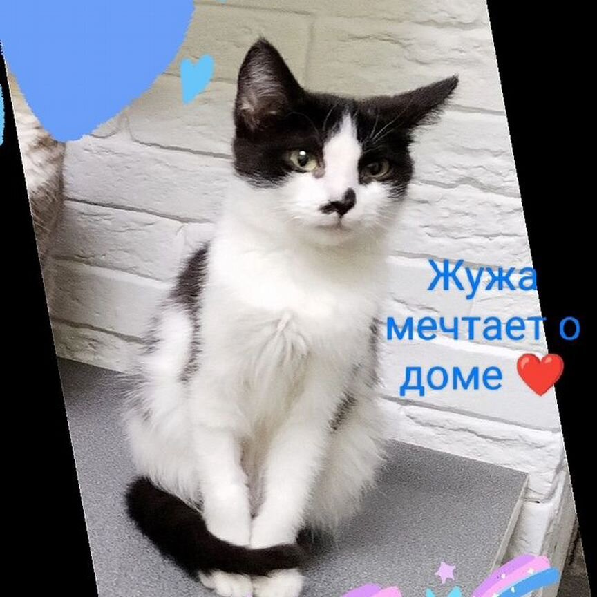 Черно белая кошечка подросток ищет дом