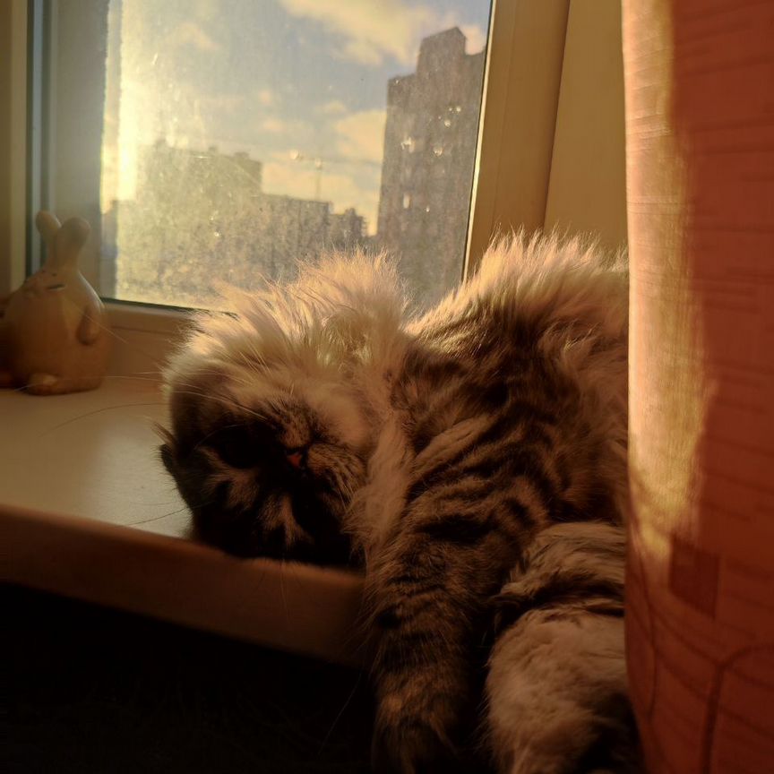 Шотландская вислоухая кошка вязка