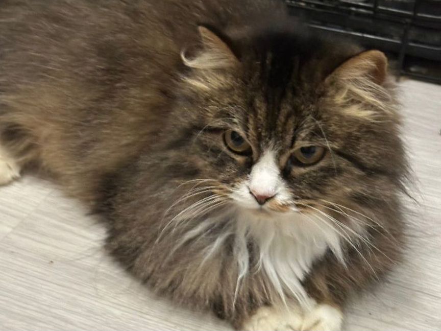 Кошечка в добрые руки бесплатно