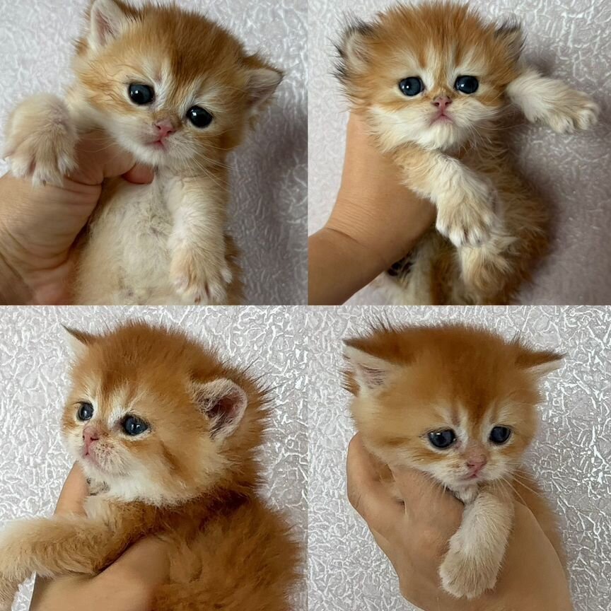 Британский короткошёрстный котёнок