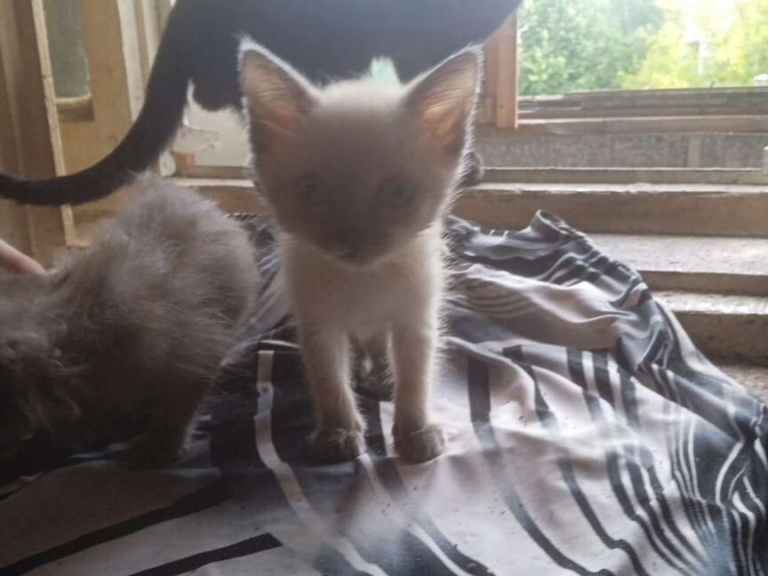 Котята2мес в добрые руки
