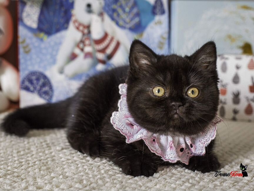 Британская плюшка кошечка